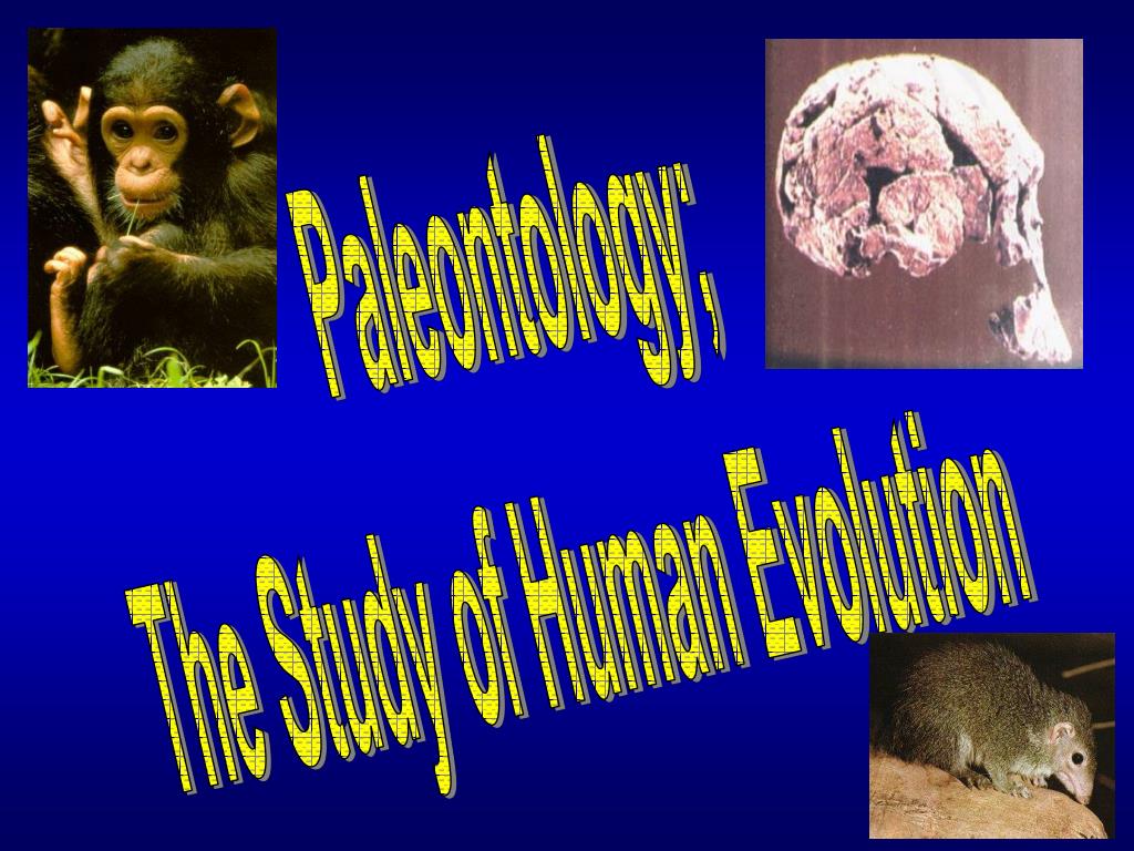 PPT - Paleontology; The Study of Human Evolution PowerPoint ...
