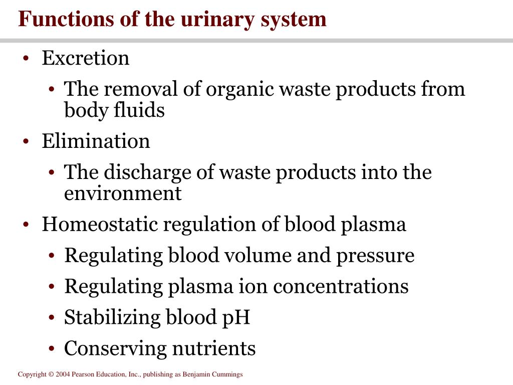 PPT - Functions of the urinary system PowerPoint Presentation, free ...