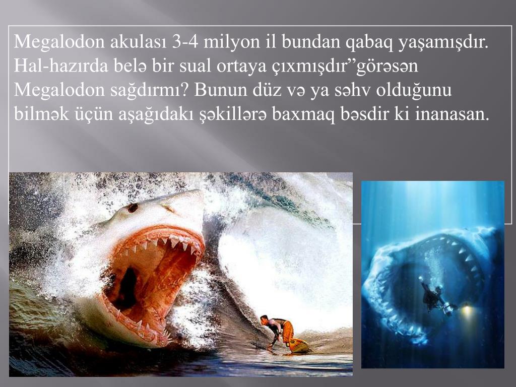 PPT - The-Megalodon PowerPoint Presentation, free download - ID:6051889