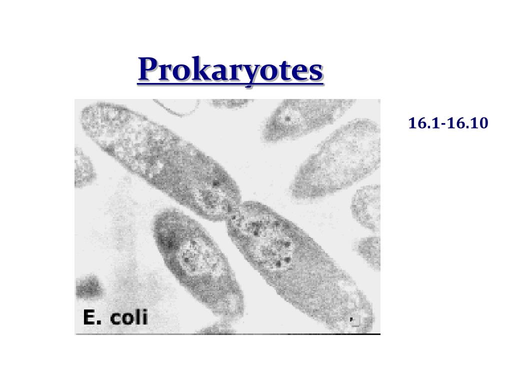 PPT - Prokaryotes PowerPoint Presentation, free download - ID:6053979
