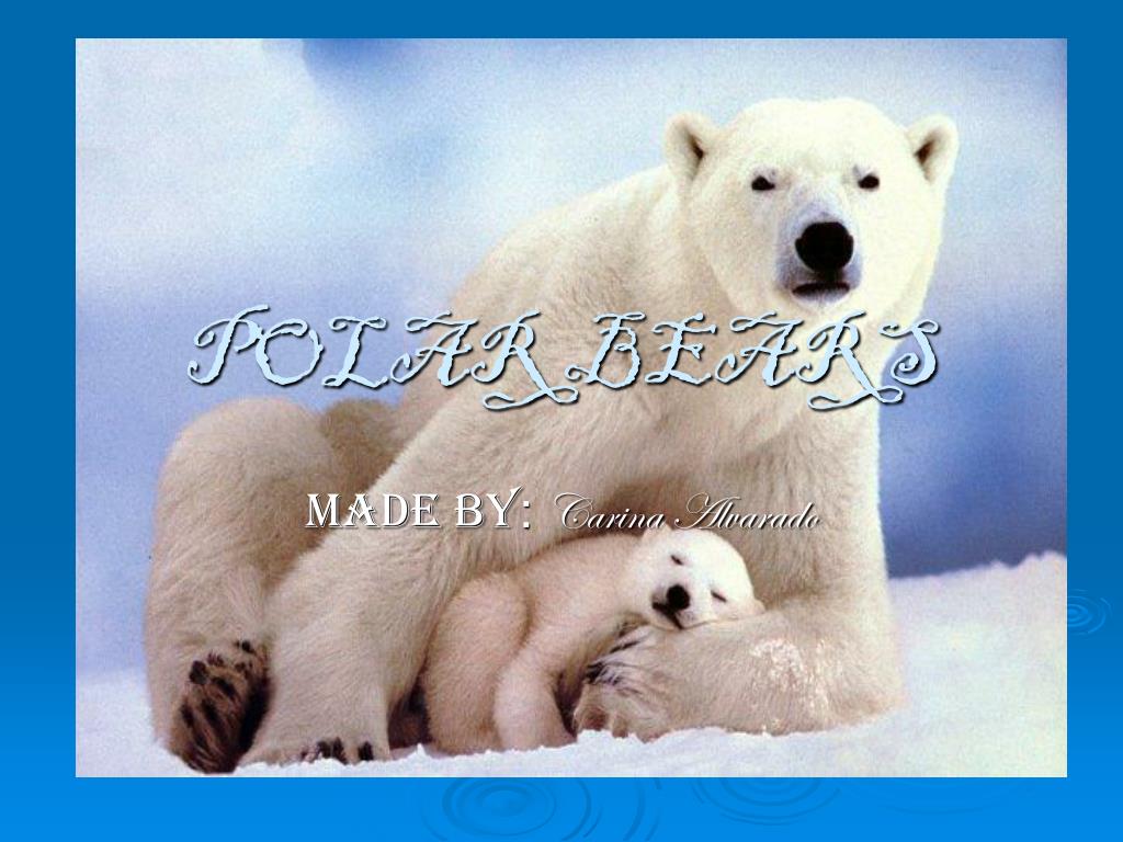 PPT - POLAR BEARS PowerPoint Presentation, free download - ID:6055033