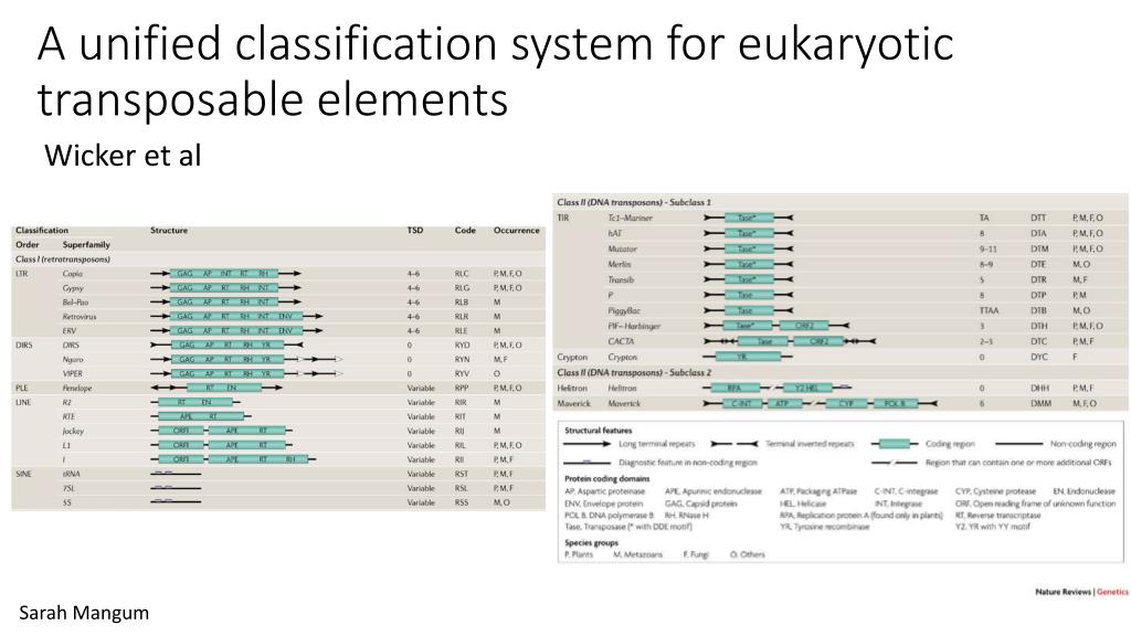 PPT - A unified classification system for eukaryotic transposable ...