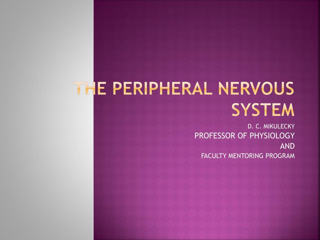 PPT - THE PERIPHERAL NERVOUS SYSTEM PowerPoint Presentation, free ...