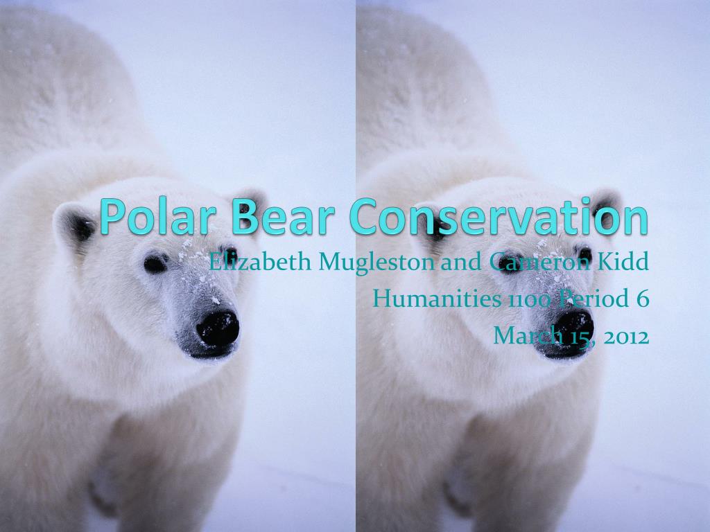 PPT - Polar Bear Conservation PowerPoint Presentation, free download ...