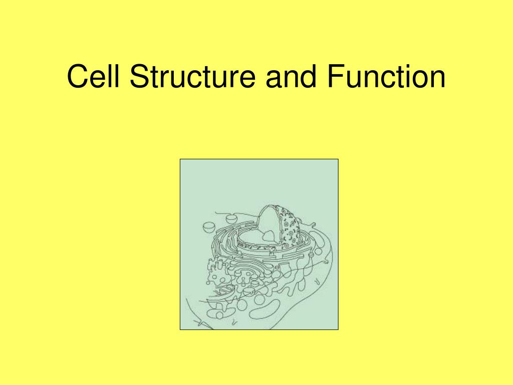 PPT - Cell Structure and Function PowerPoint Presentation, free ...