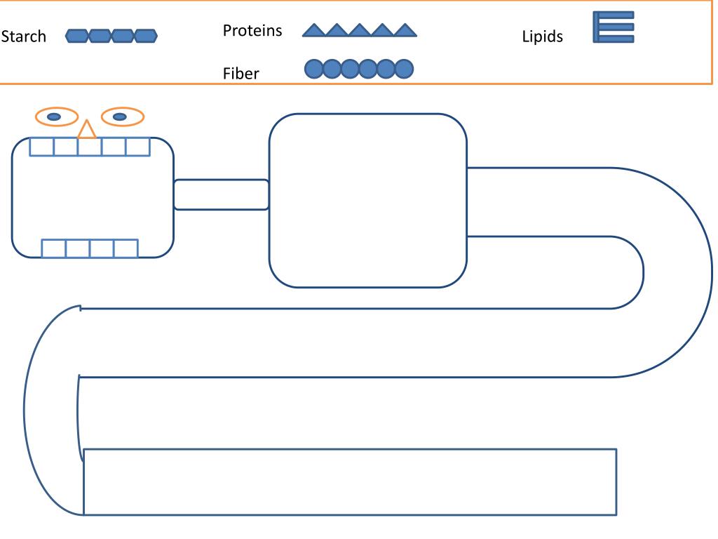 PPT - Understanding the Role of Nutrients in the Large Intestine ...