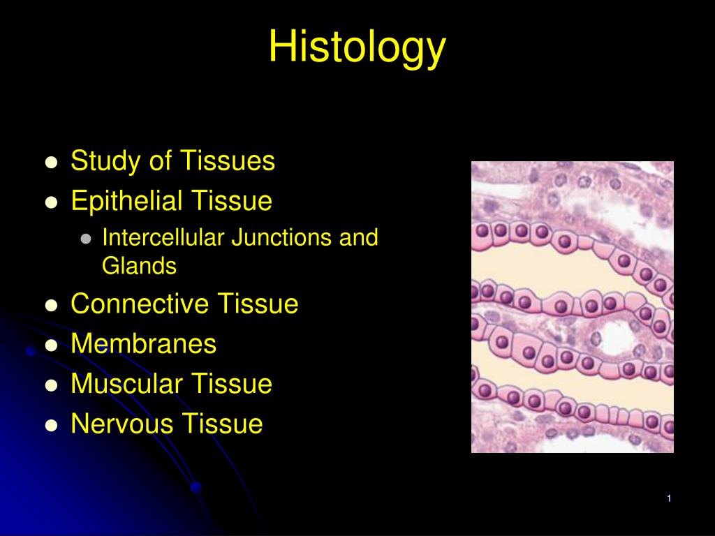 PPT - Histology PowerPoint Presentation, free download - ID:6073286