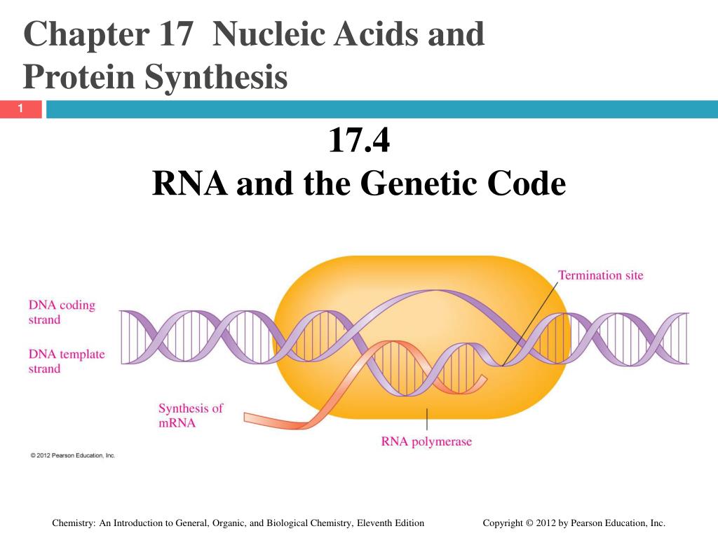 PPT - Chapter 17 Nucleic Acids and Protein Synthesis PowerPoint ...