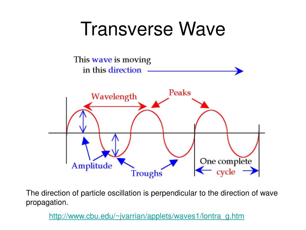 PPT - Transverse Wave PowerPoint Presentation, free download - ID:6075233