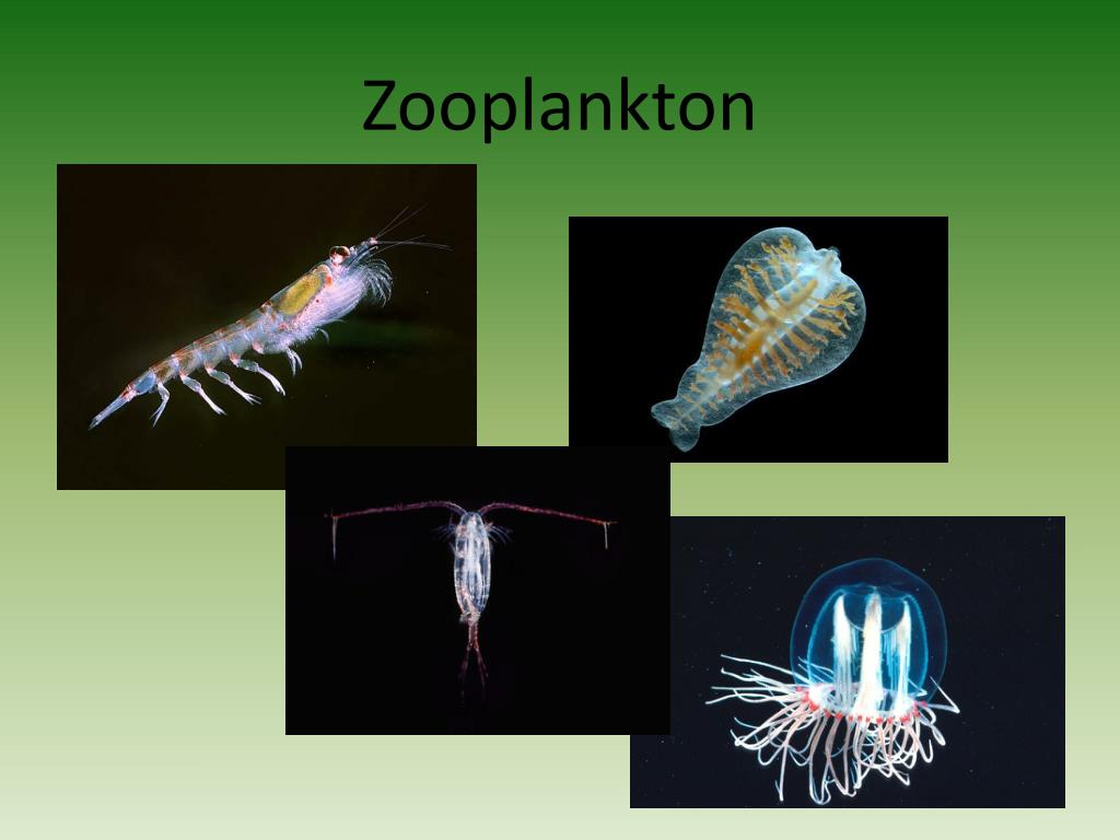 PPT - Zooplankton PowerPoint Presentation, free download - ID:6076258