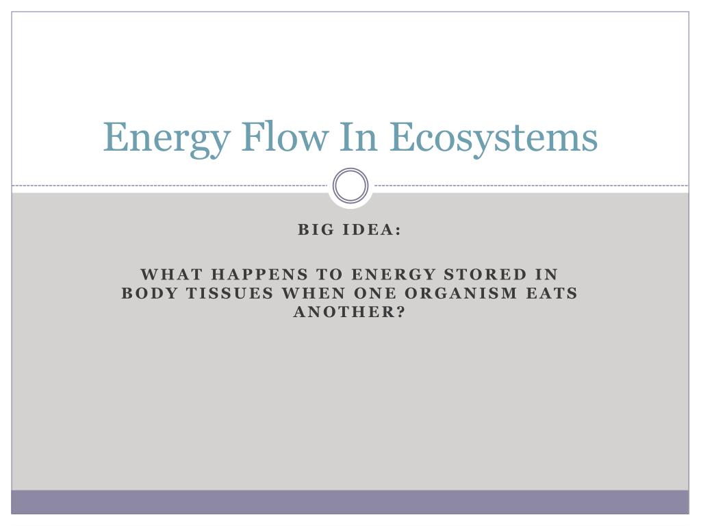 PPT - Energy Flow In Ecosystems PowerPoint Presentation, free download ...