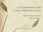PPT - Leaf Identification PowerPoint Presentation, free download - ID ...