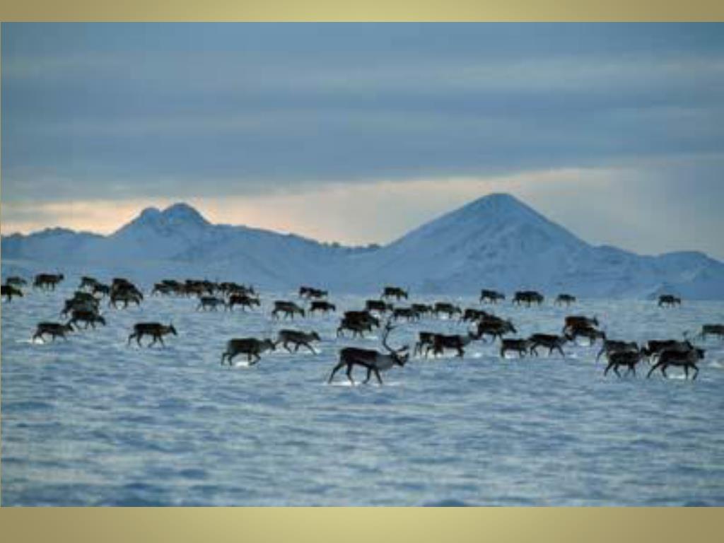 PPT - Animal Migration PowerPoint Presentation, free download - ID:6093359