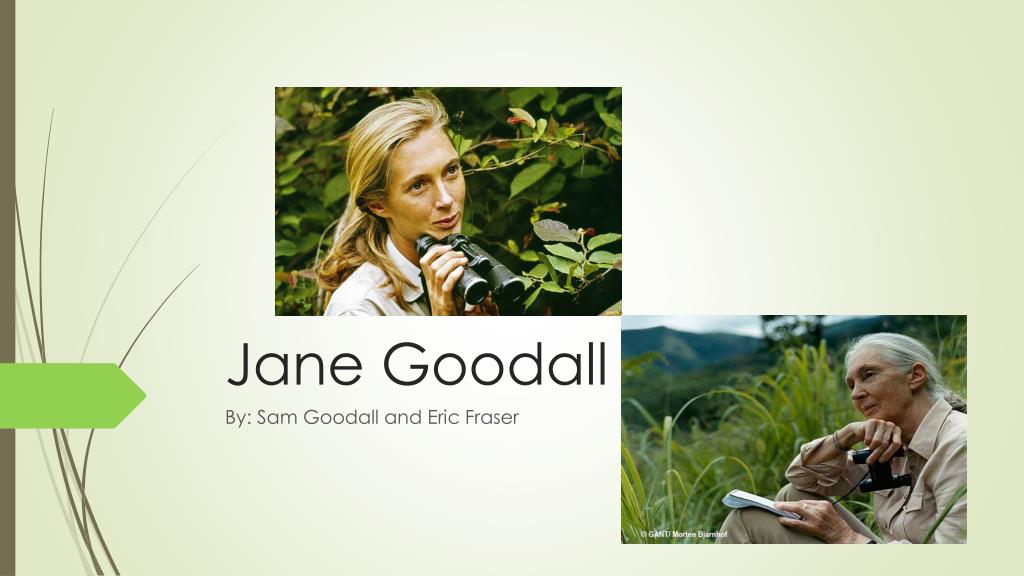 PPT - Jane Goodall PowerPoint Presentation, free download - ID:6094499