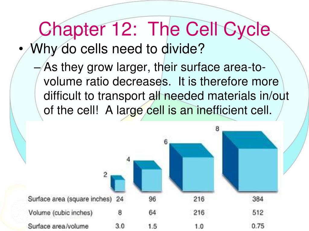 PPT - Chapter 12: The Cell Cycle PowerPoint Presentation, free download ...