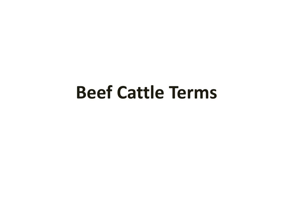 PPT - Beef Cattle Terms PowerPoint Presentation, free download - ID:6101117