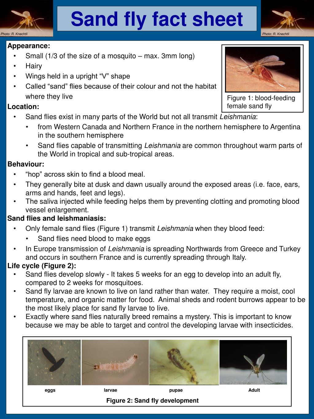 PPT - Sand fly fact sheet PowerPoint Presentation, free download - ID ...