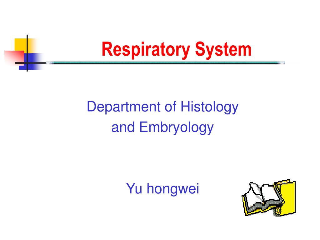 PPT - Respiratory System PowerPoint Presentation, free download - ID ...