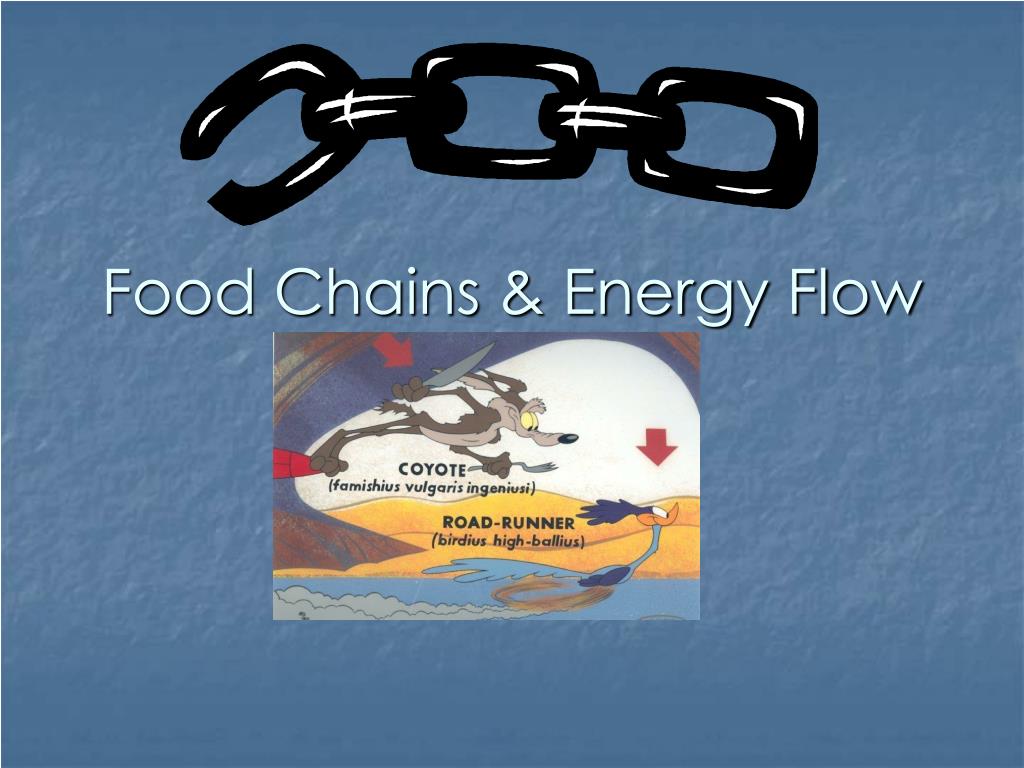 PPT - Food Chains & Energy Flow PowerPoint Presentation, free download ...