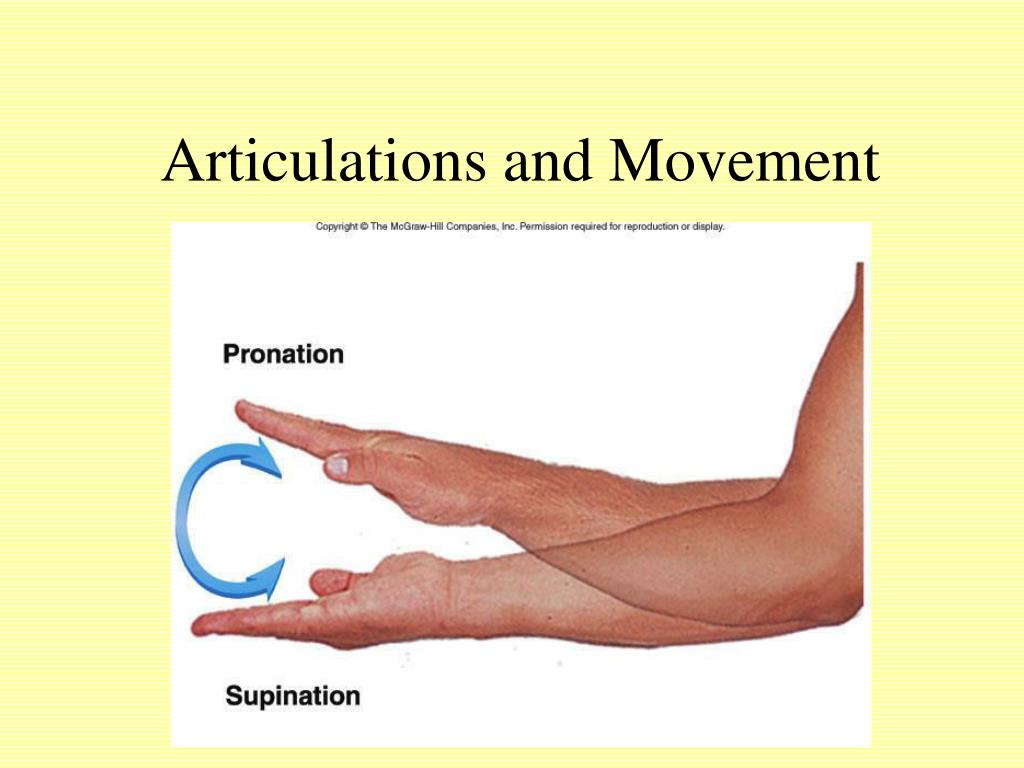 PPT - Articulations and Movement PowerPoint Presentation, free download ...