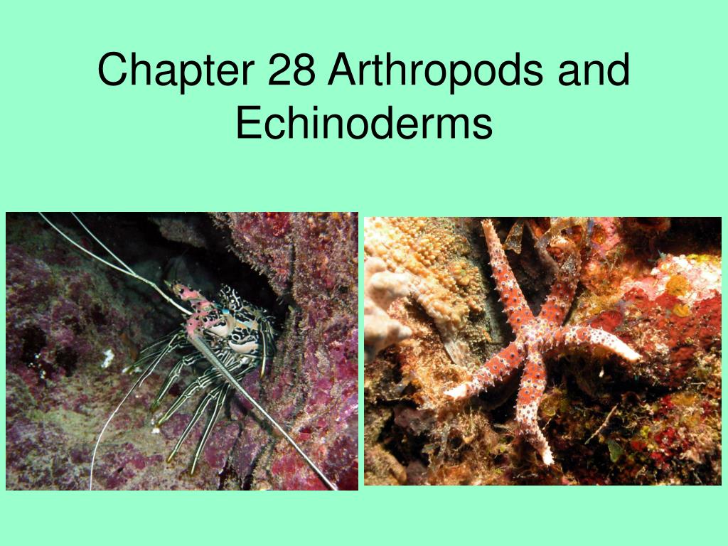PPT - Chapter 28 Arthropods and Echinoderms PowerPoint Presentation ...