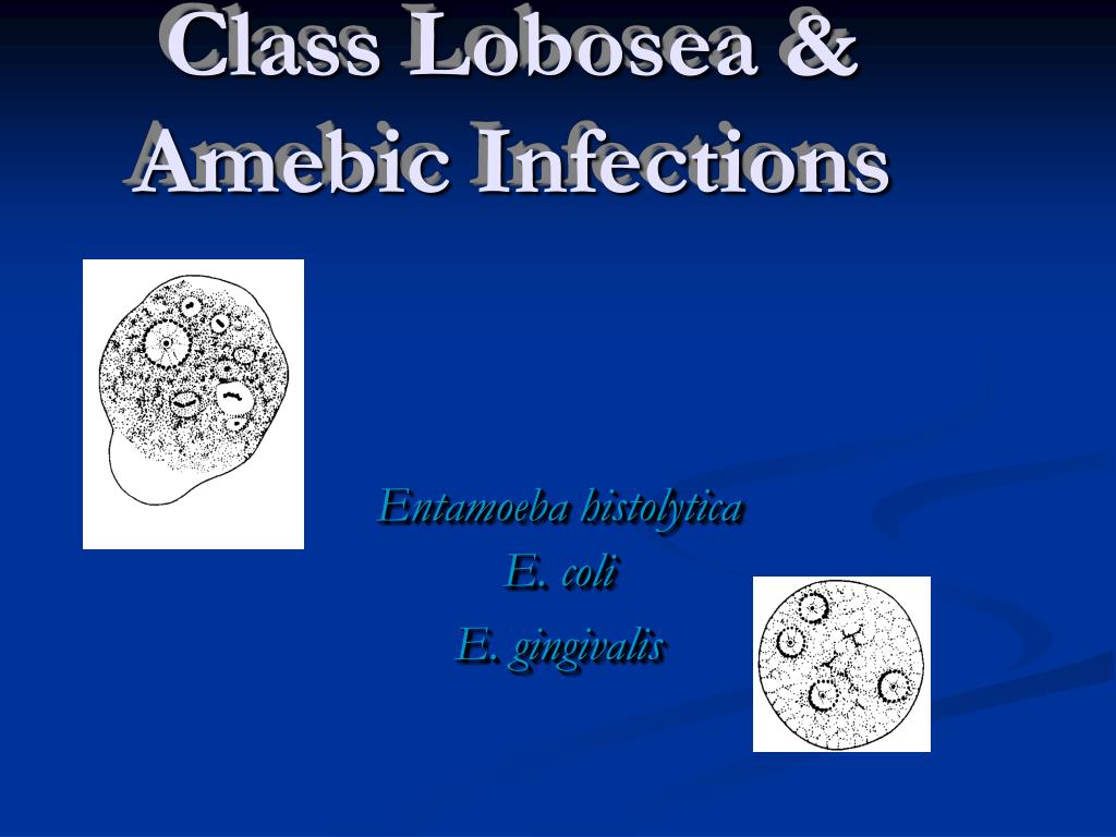 PPT - Entamoeba histolytica E. coli E. gingivalis PowerPoint ...