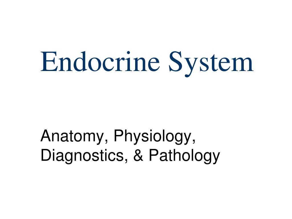 PPT - Endocrine System PowerPoint Presentation, free download - ID:6125658