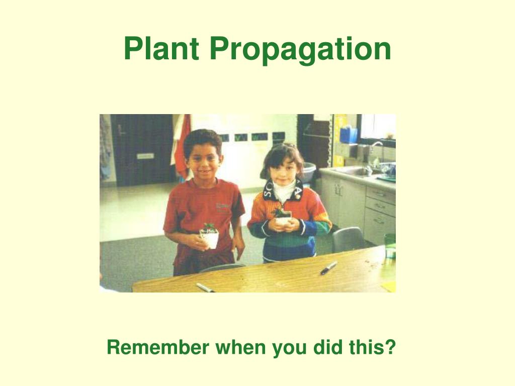 PPT - Plant Propagation PowerPoint Presentation, free download - ID:6132614