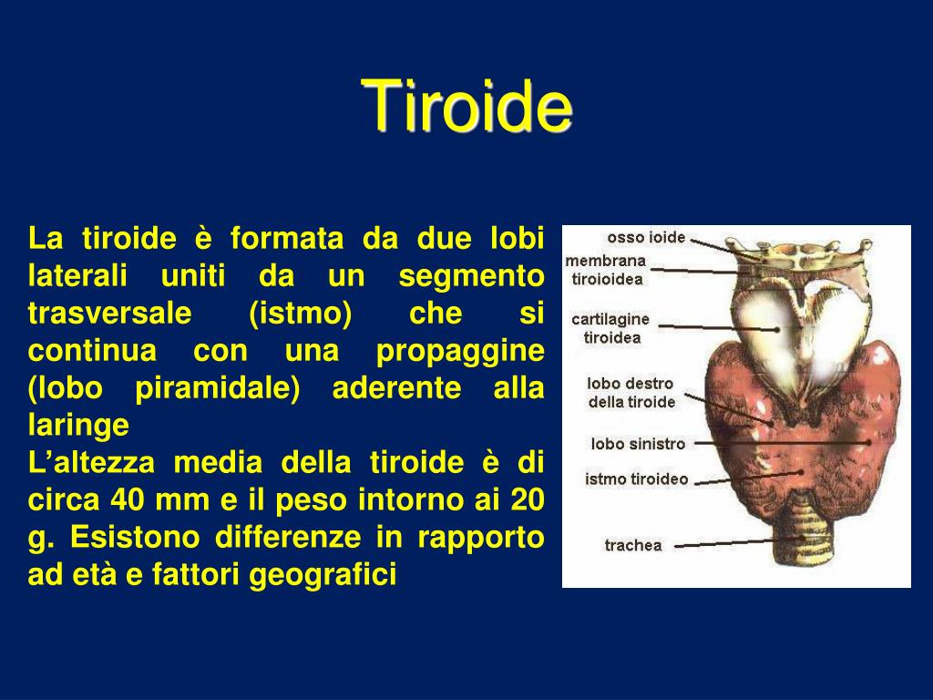 PPT - Tiroide PowerPoint Presentation, free download - ID:6136922