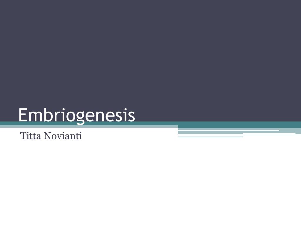 PPT - Embriogenesis PowerPoint Presentation, free download - ID:6150361