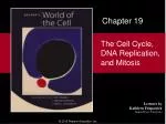 PPT - MITOSIS / MEIOSIS PowerPoint Presentation, free download - ID:1222995