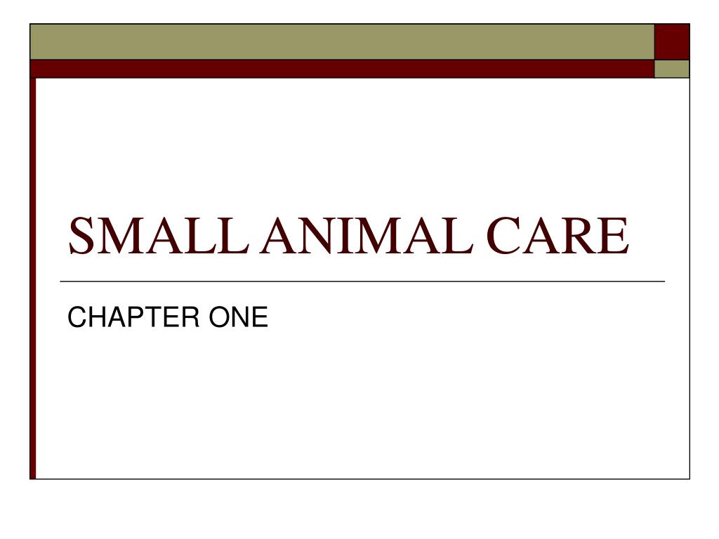 PPT - SMALL ANIMAL CARE PowerPoint Presentation, free download - ID:6154374
