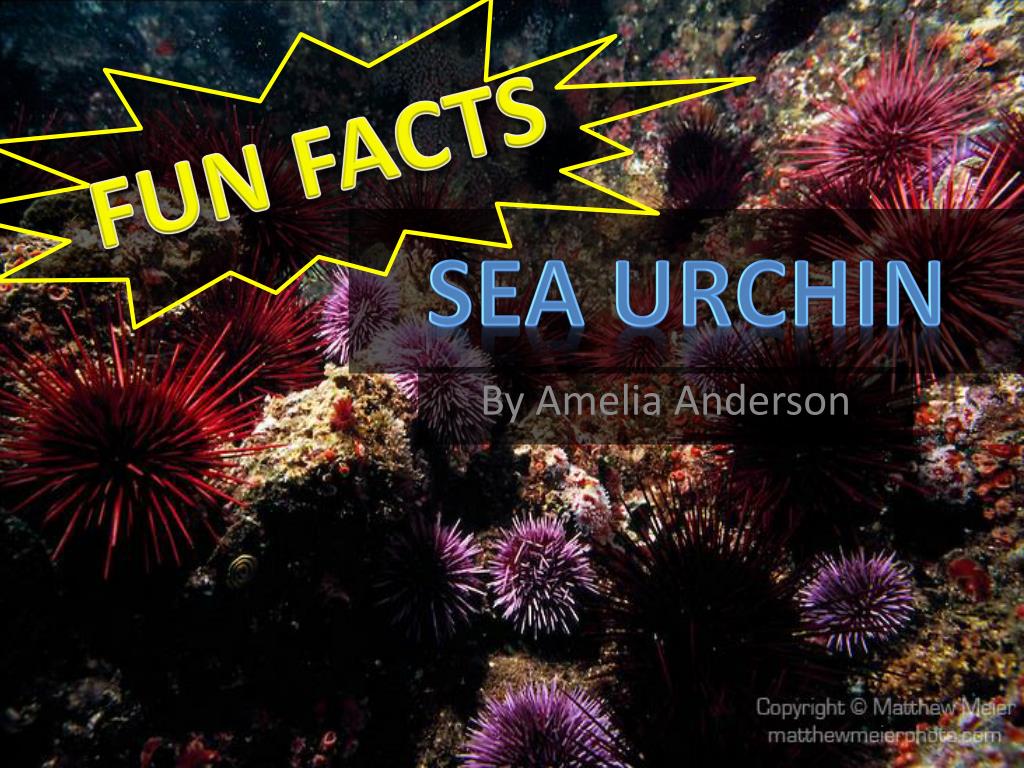 PPT - SEA URCHIN PowerPoint Presentation, free download - ID:6157664