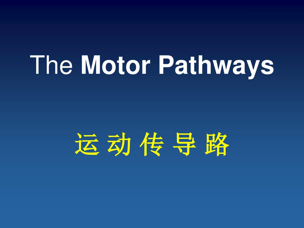 PPT - The Motor Pathways 运 动 传 导 路 PowerPoint Presentation, free ...