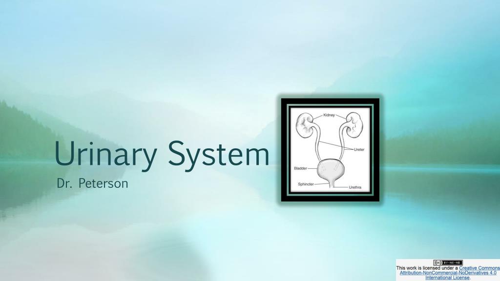 PPT - Urinary System PowerPoint Presentation, free download - ID:6160936