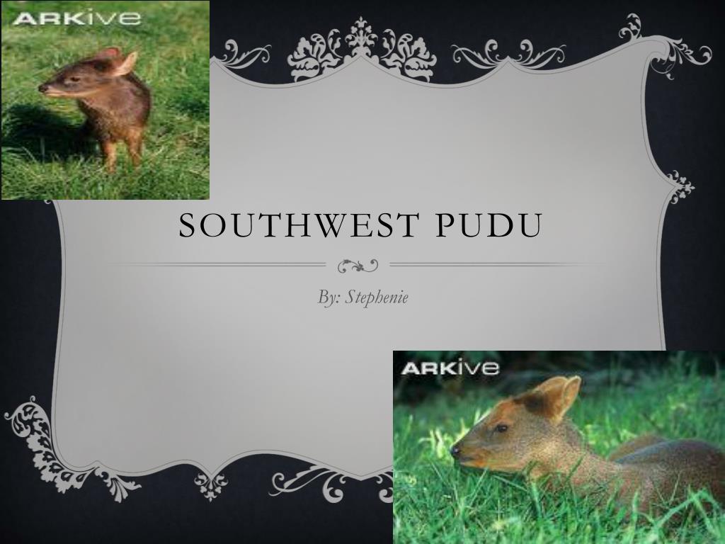 PPT - Southwest Pudu PowerPoint Presentation, free download - ID:6163865