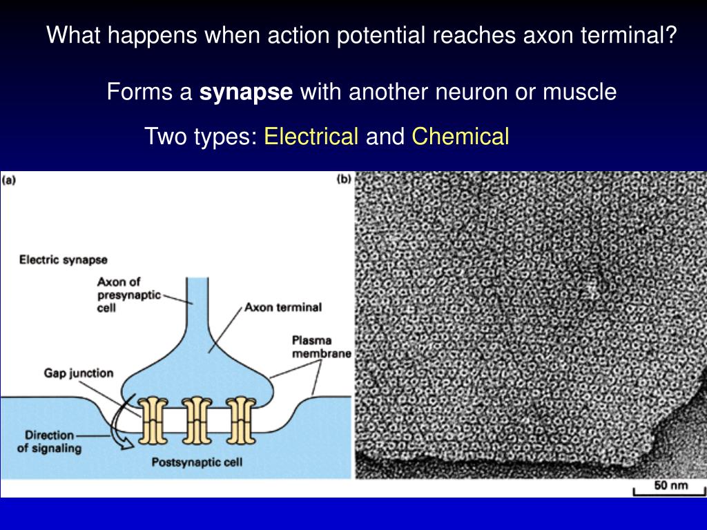PPT - What happens when action potential reaches axon terminal ...