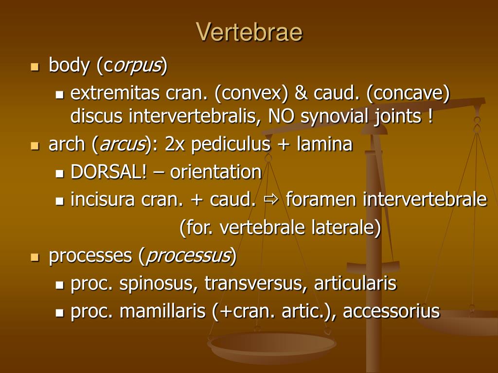 PPT - Vertebrae PowerPoint Presentation, free download - ID:6167554