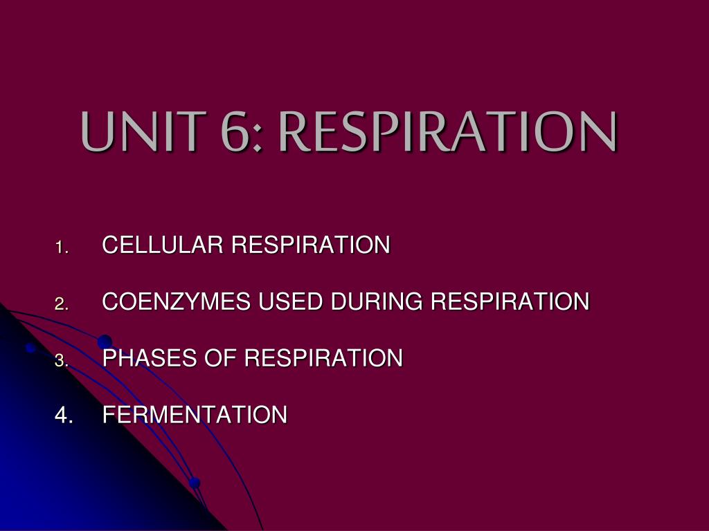 PPT - UNIT 6: RESPIRATION PowerPoint Presentation, free download - ID ...