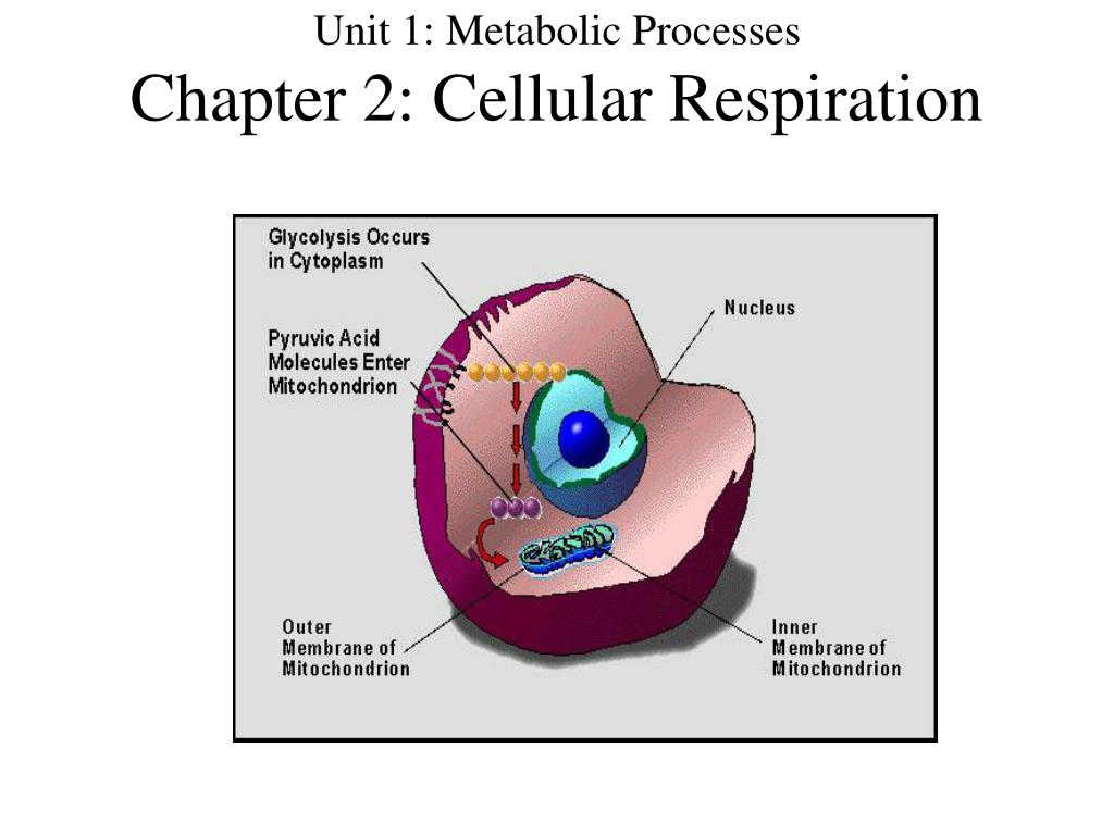 PPT - Unit 1: Metabolic Processes Chapter 2: Cellular Respiration ...