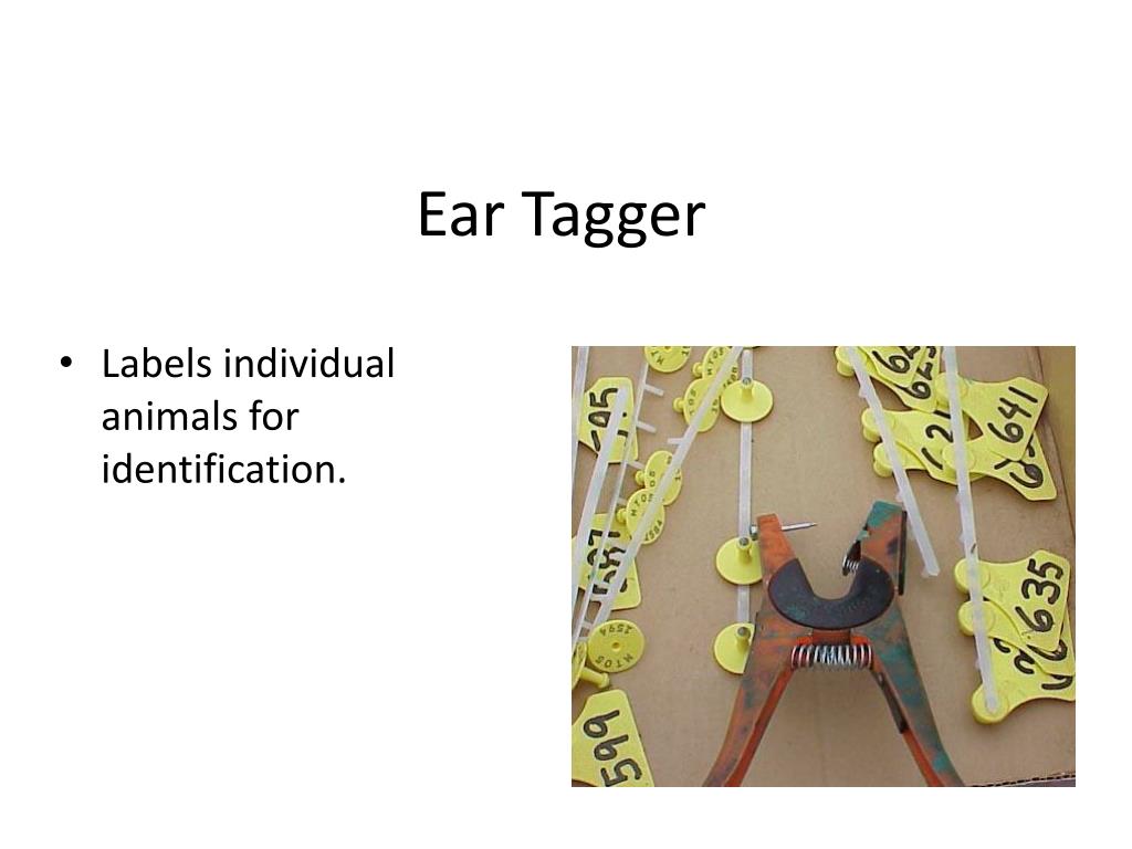 PPT - Ear Tagger PowerPoint Presentation, free download - ID:6179667