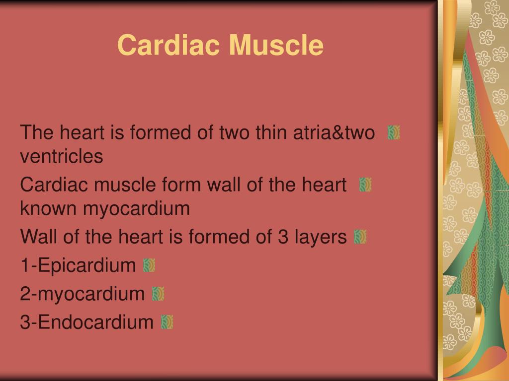 PPT - Cardiac Muscle PowerPoint Presentation, free download - ID:6182155