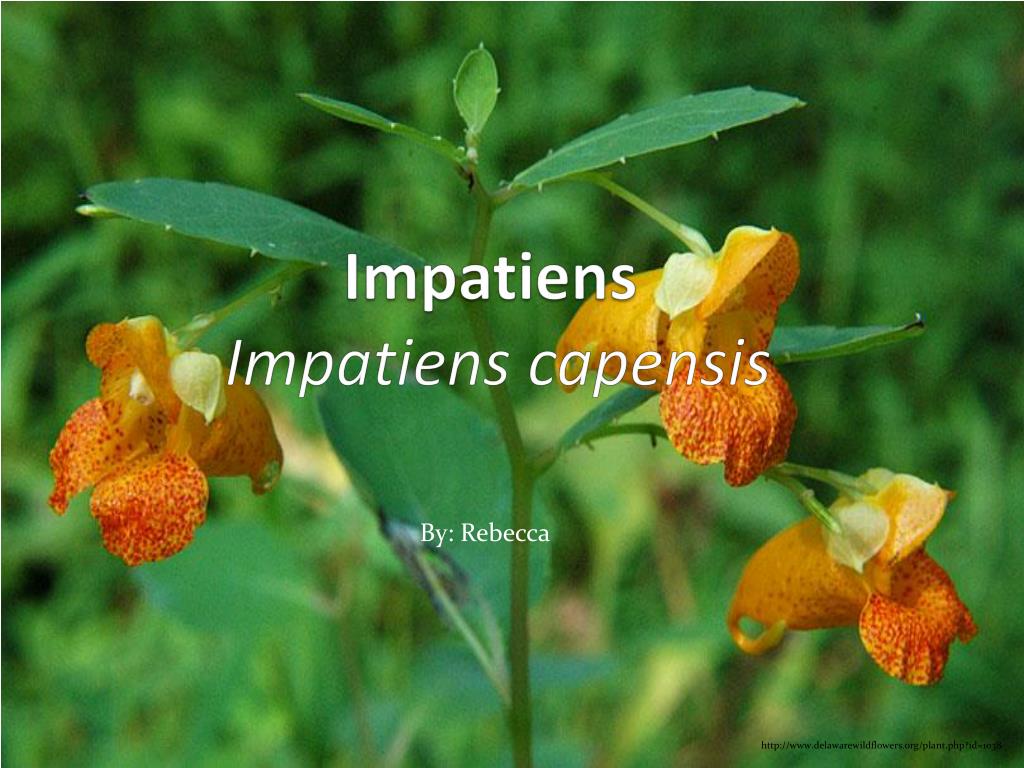 PPT - Impatiens Impatiens capensis PowerPoint Presentation, free ...
