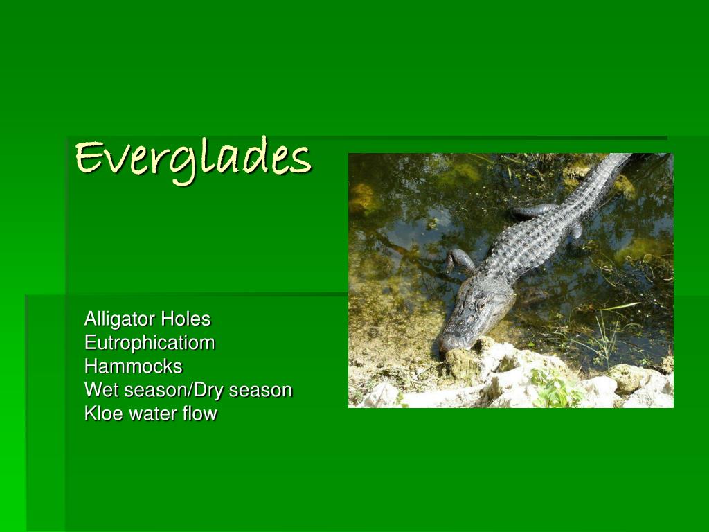 PPT - Everglades PowerPoint Presentation, free download - ID:6189521