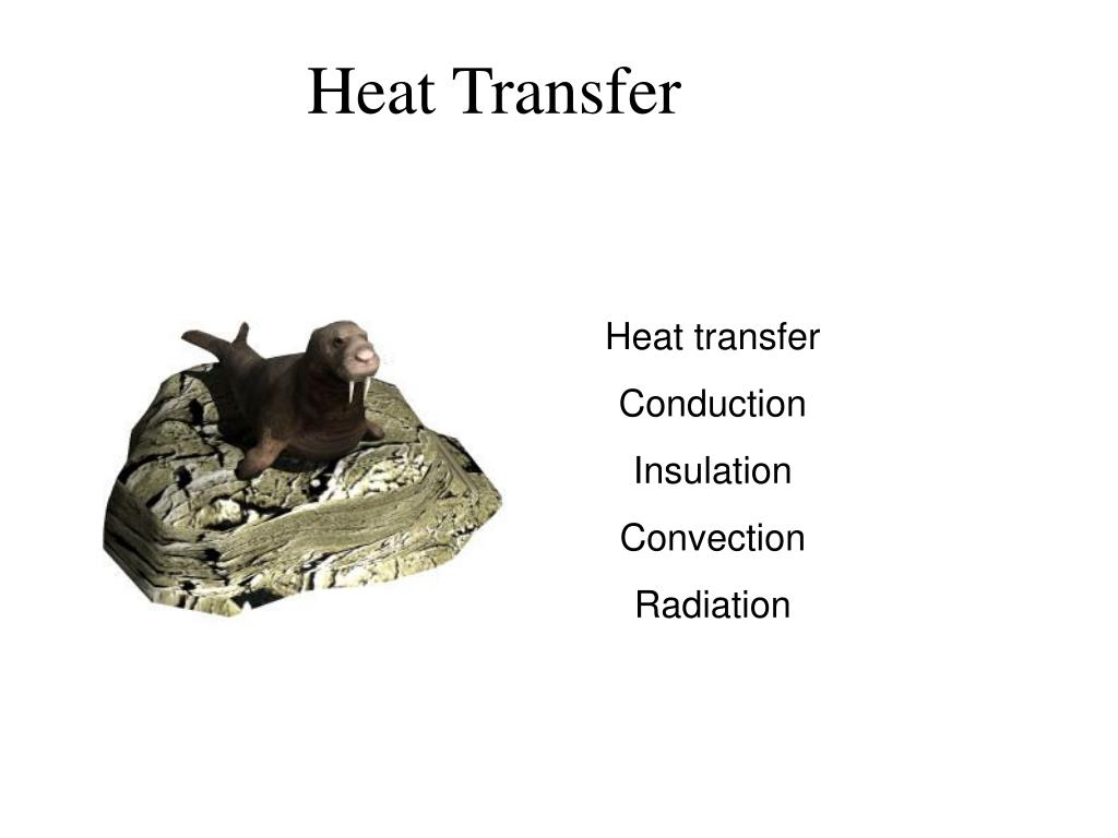 PPT - Heat Transfer PowerPoint Presentation, free download - ID:6190985