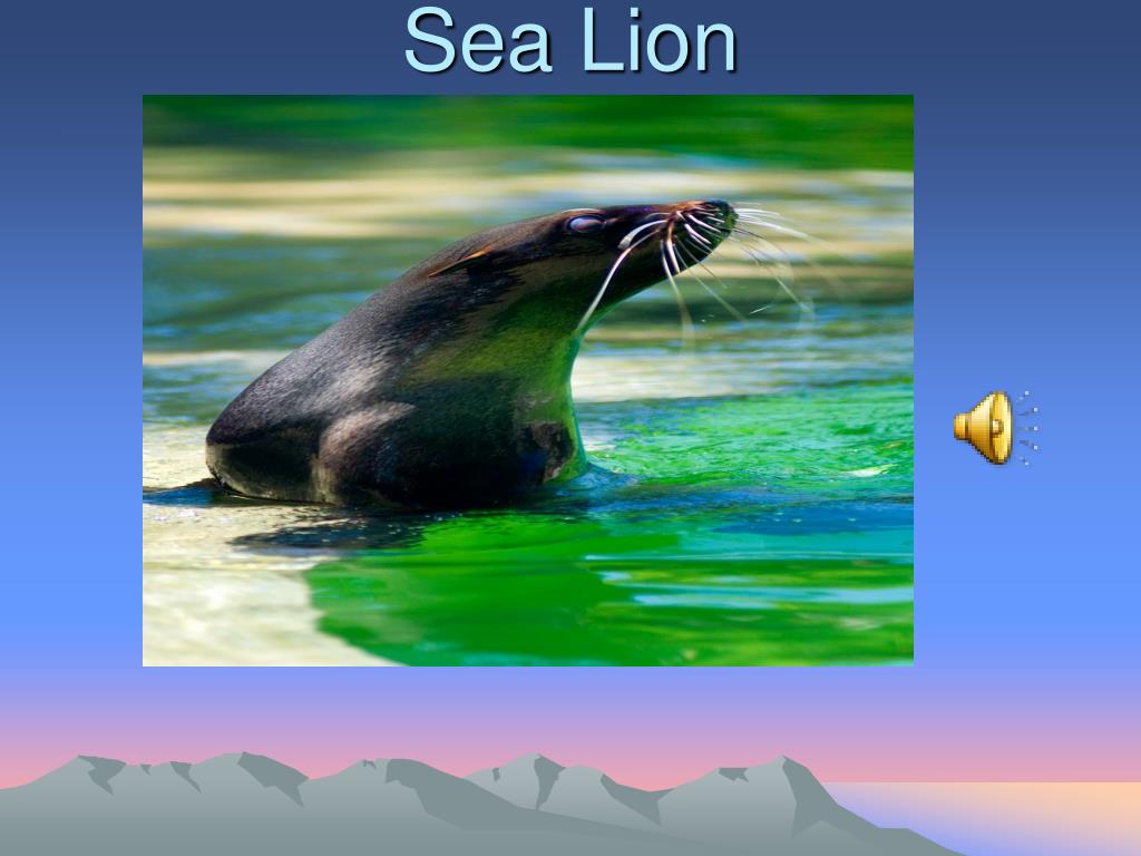 PPT - Sea Lion PowerPoint Presentation, free download - ID:6193869