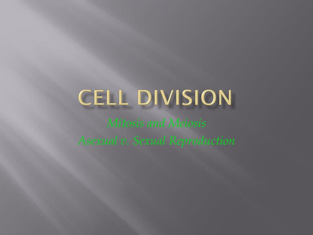 PPT - Cell Division: Mitosis and Meiosis Explained PowerPoint ...