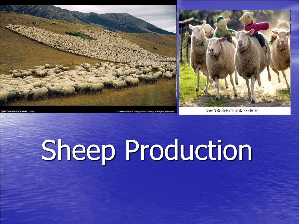 PPT - Sheep Production PowerPoint Presentation, free download - ID:6194394