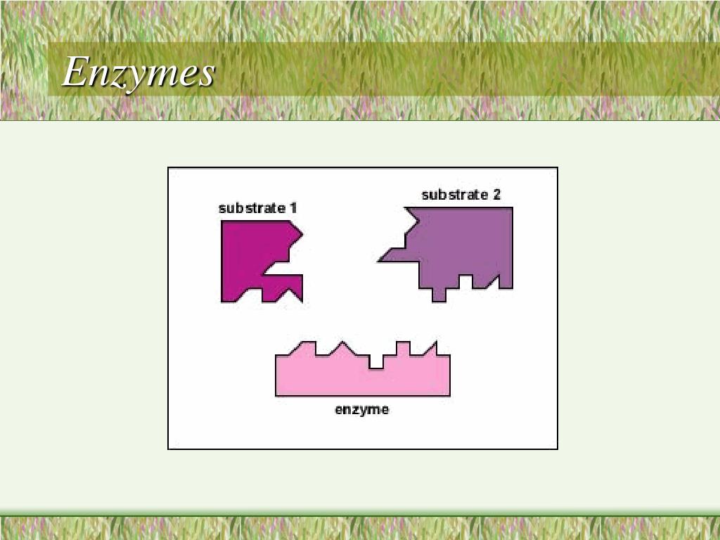 PPT - Enzymes PowerPoint Presentation, free download - ID:6196929