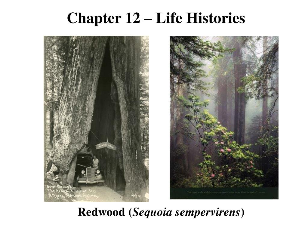PPT - Redwood ( Sequoia sempervirens ) PowerPoint Presentation, free download - ID:6198009
